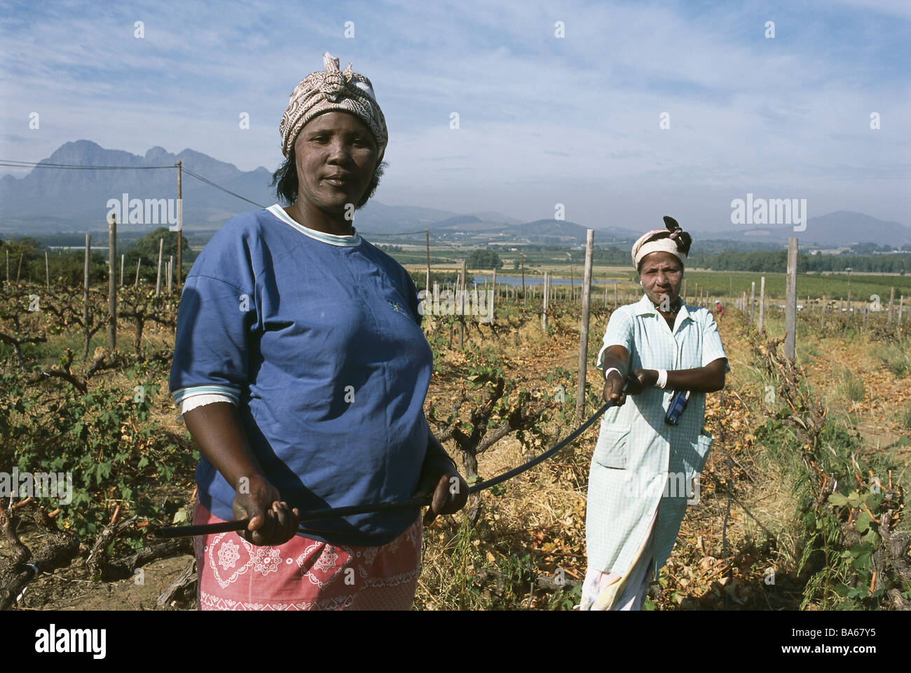 South Africa province west-cape Paarl Wine route winery Fairview ...
