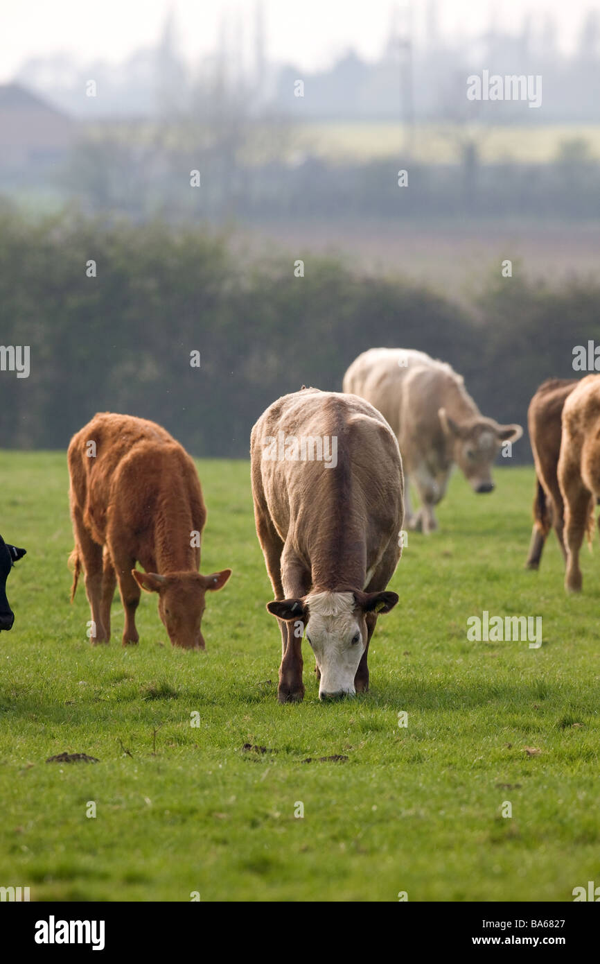 Young Beef Cattle On Spring Grass Stock Photo - Alamy