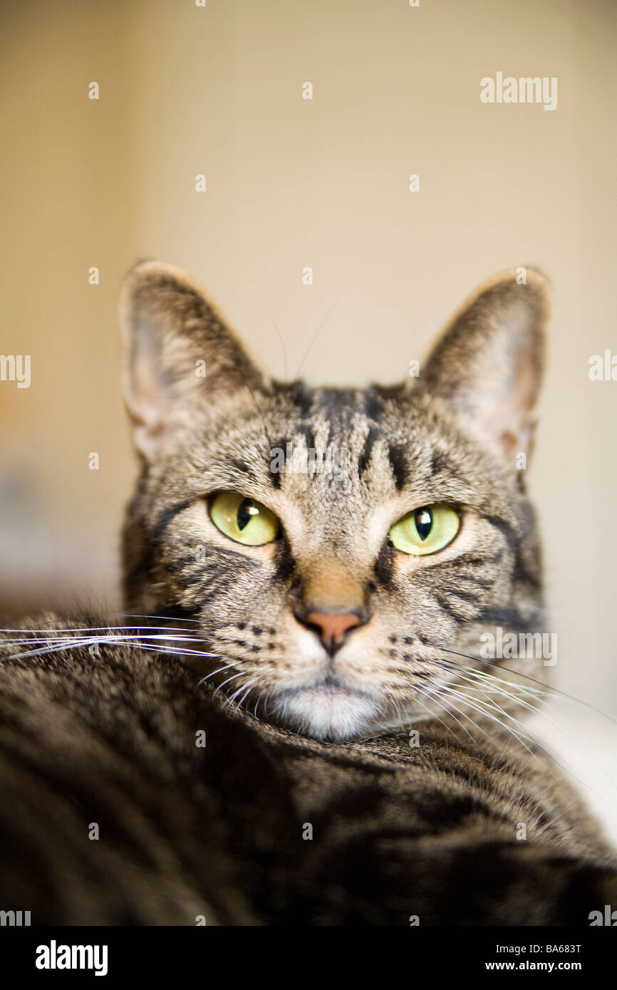 tabby cat portrait Stock Photo - Alamy