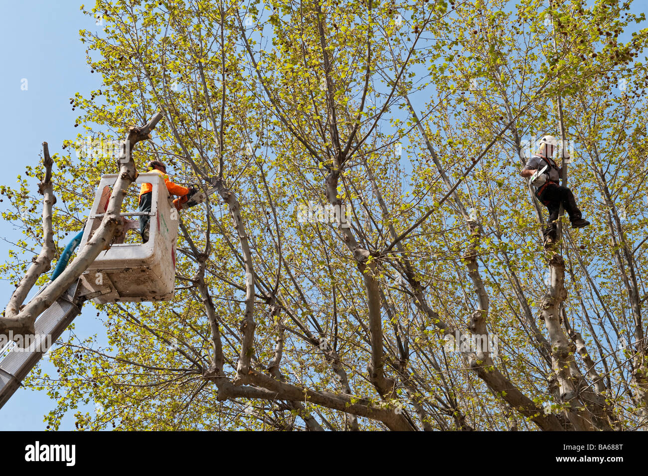 Plane Trees Provence High Resolution Stock Photography and Images - Alamy