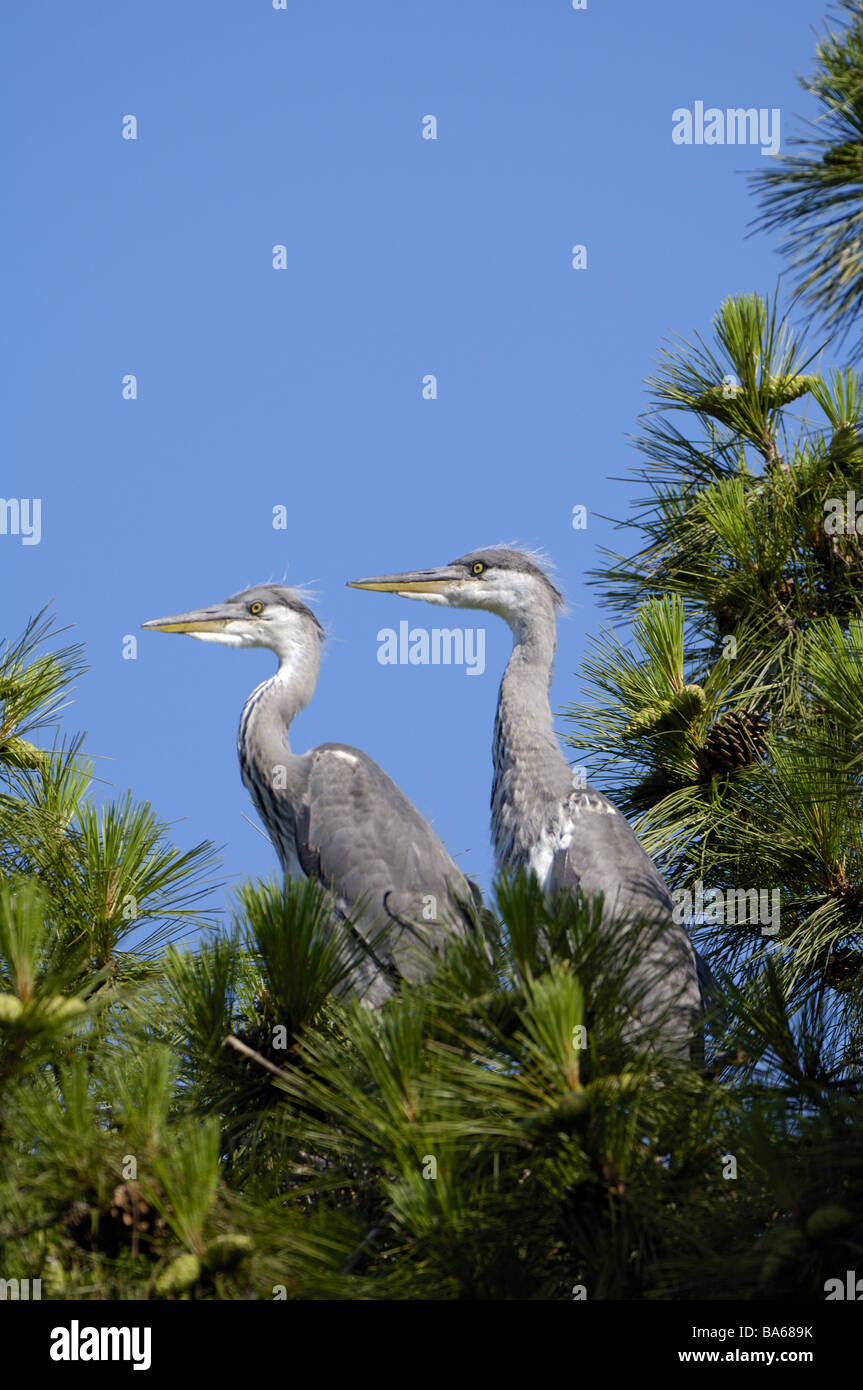 Gray-herons Ardea cinerea young tree sit nature wildlife game-animals ...