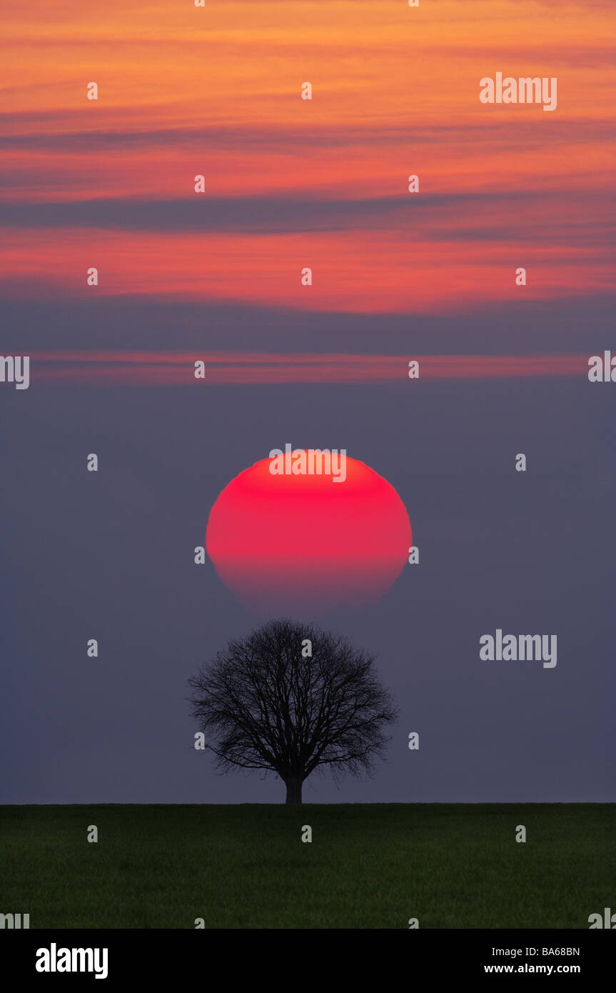 Standardizes foliage hi-res stock photography and images - Alamy