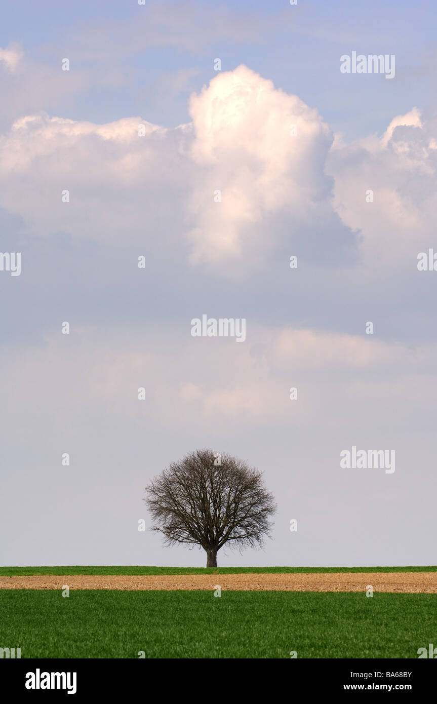 Field-landscape solitaire-tree sunset autumn [M] meadow tree foliage ...