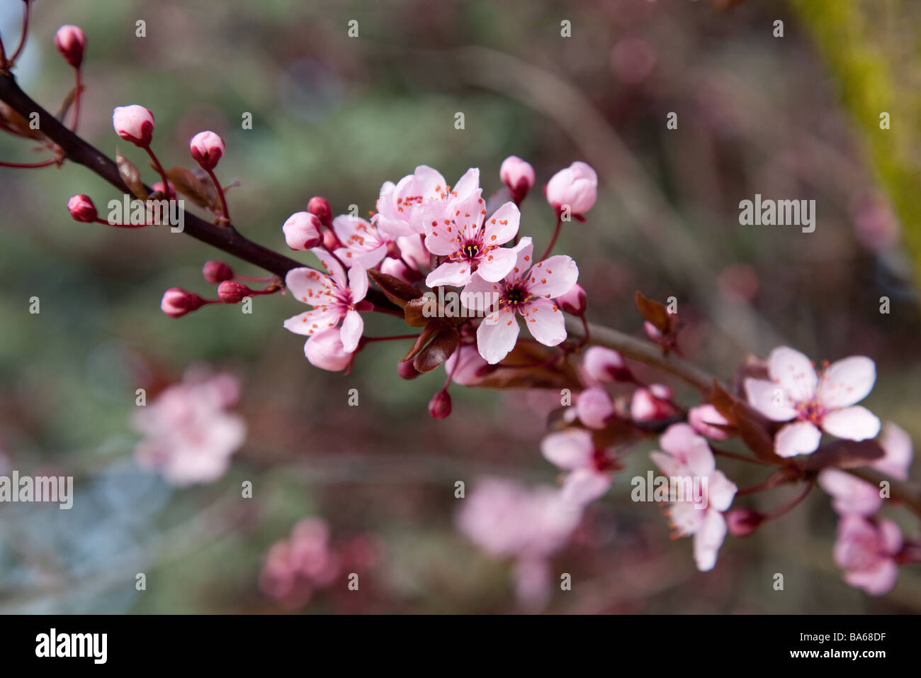 Ornamental cherry Prunus Stock Photo - Alamy