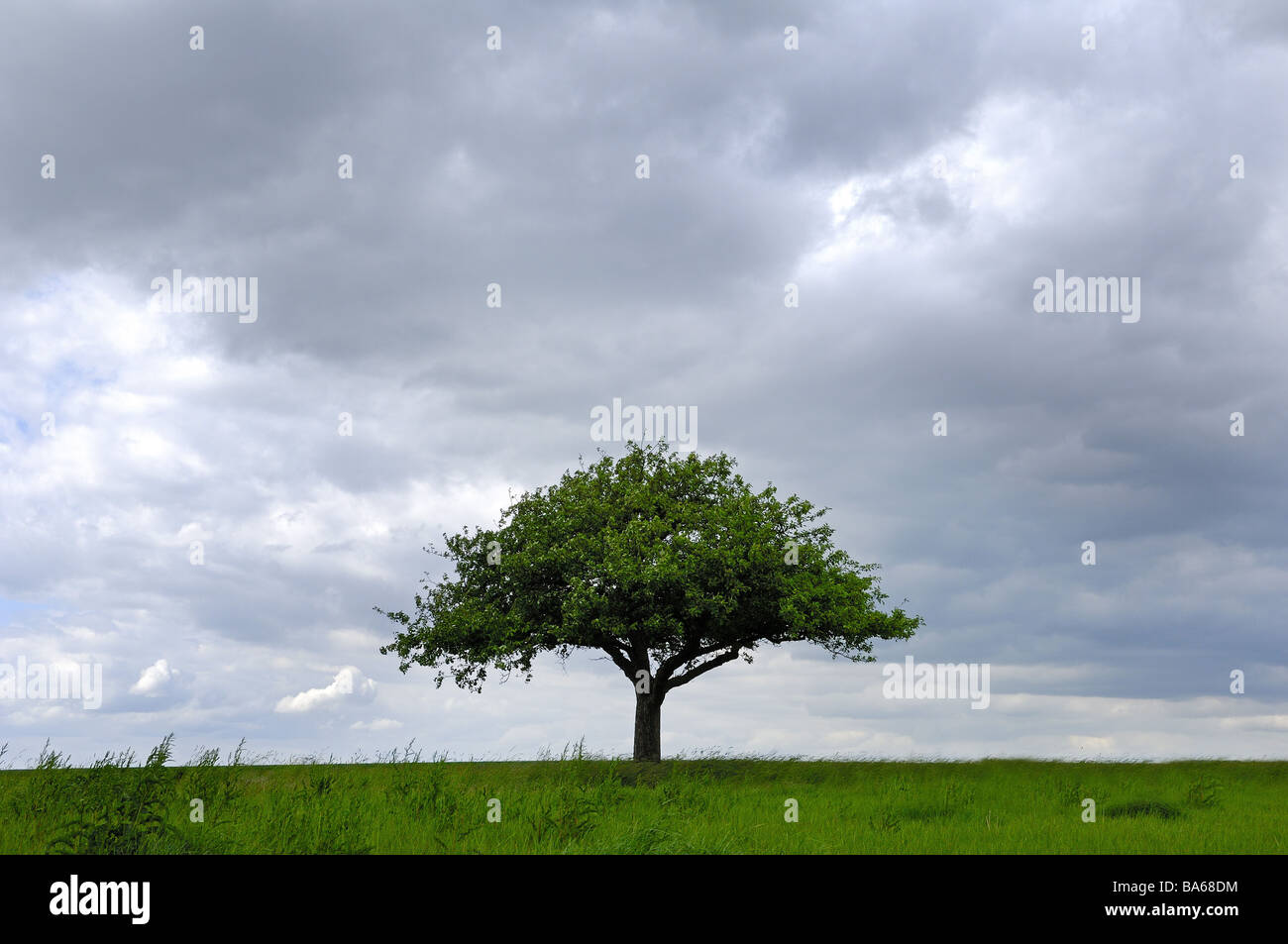 Field-landscape apple tree cloud-mood meadow tree solitaire-tree ...
