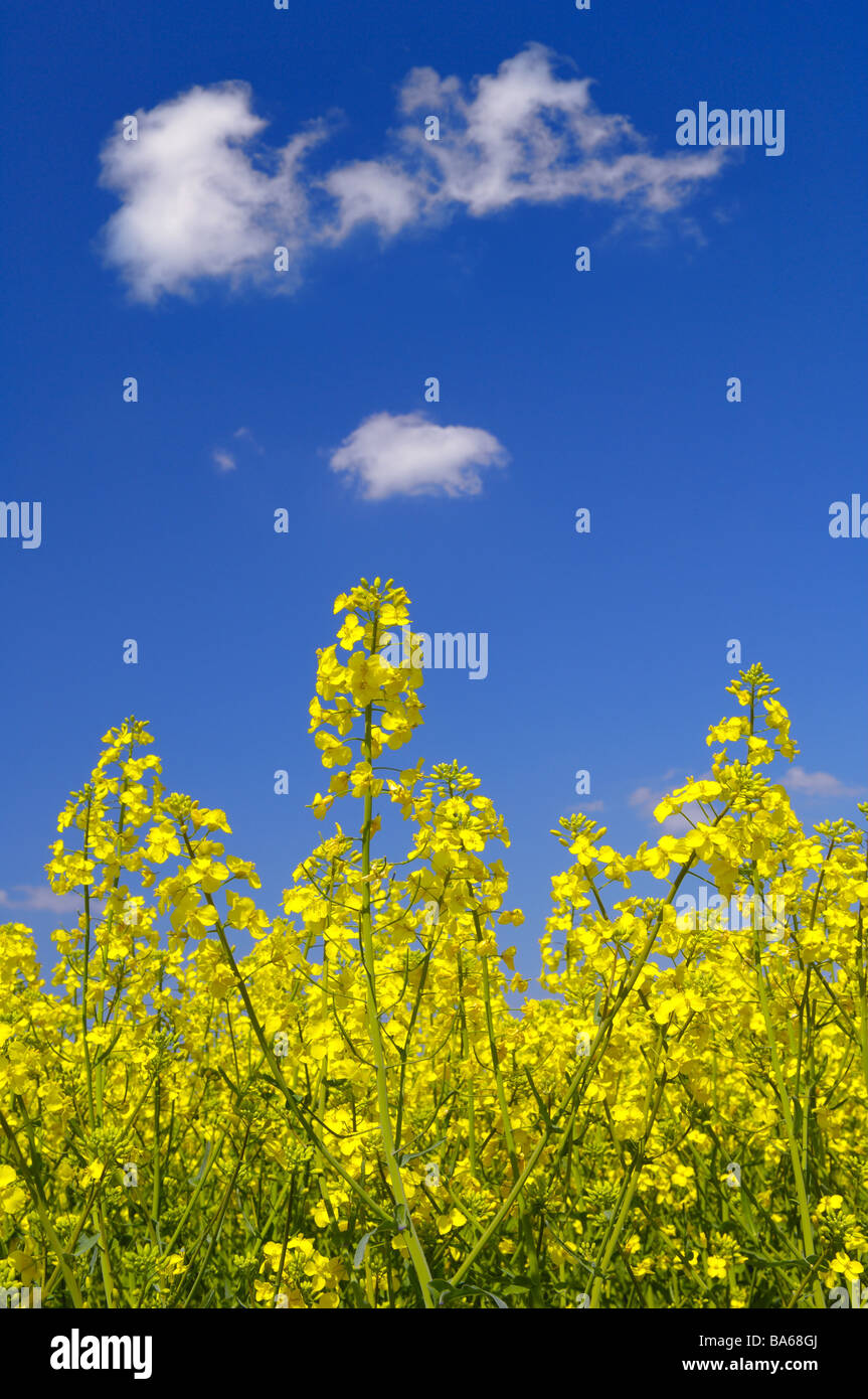 Rap blooms hi-res stock photography and images - Alamy