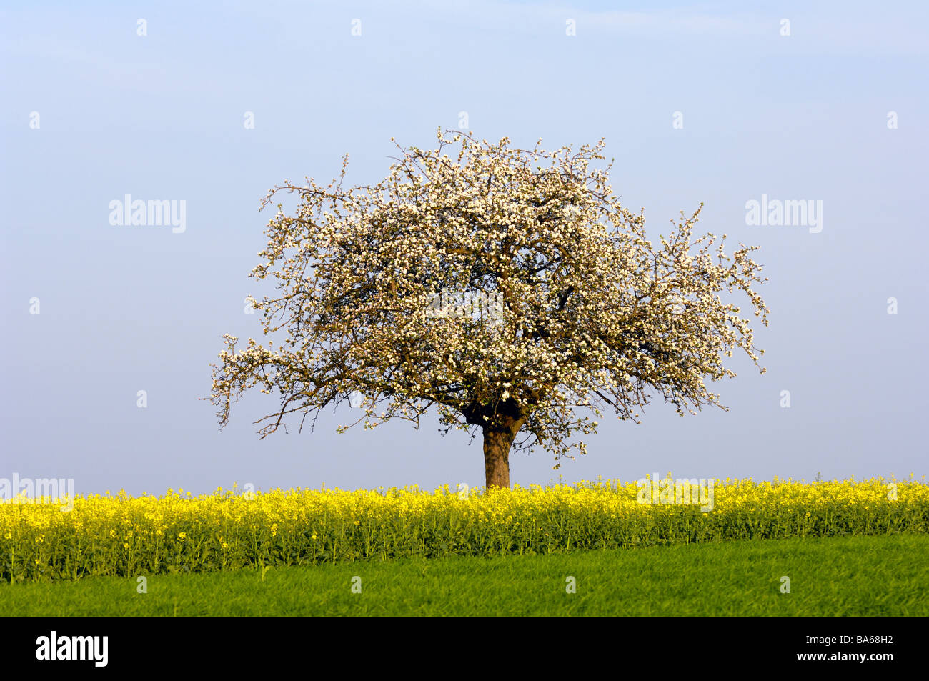 Rap-field apple tree spring plants useful plants culture-plants oil ...