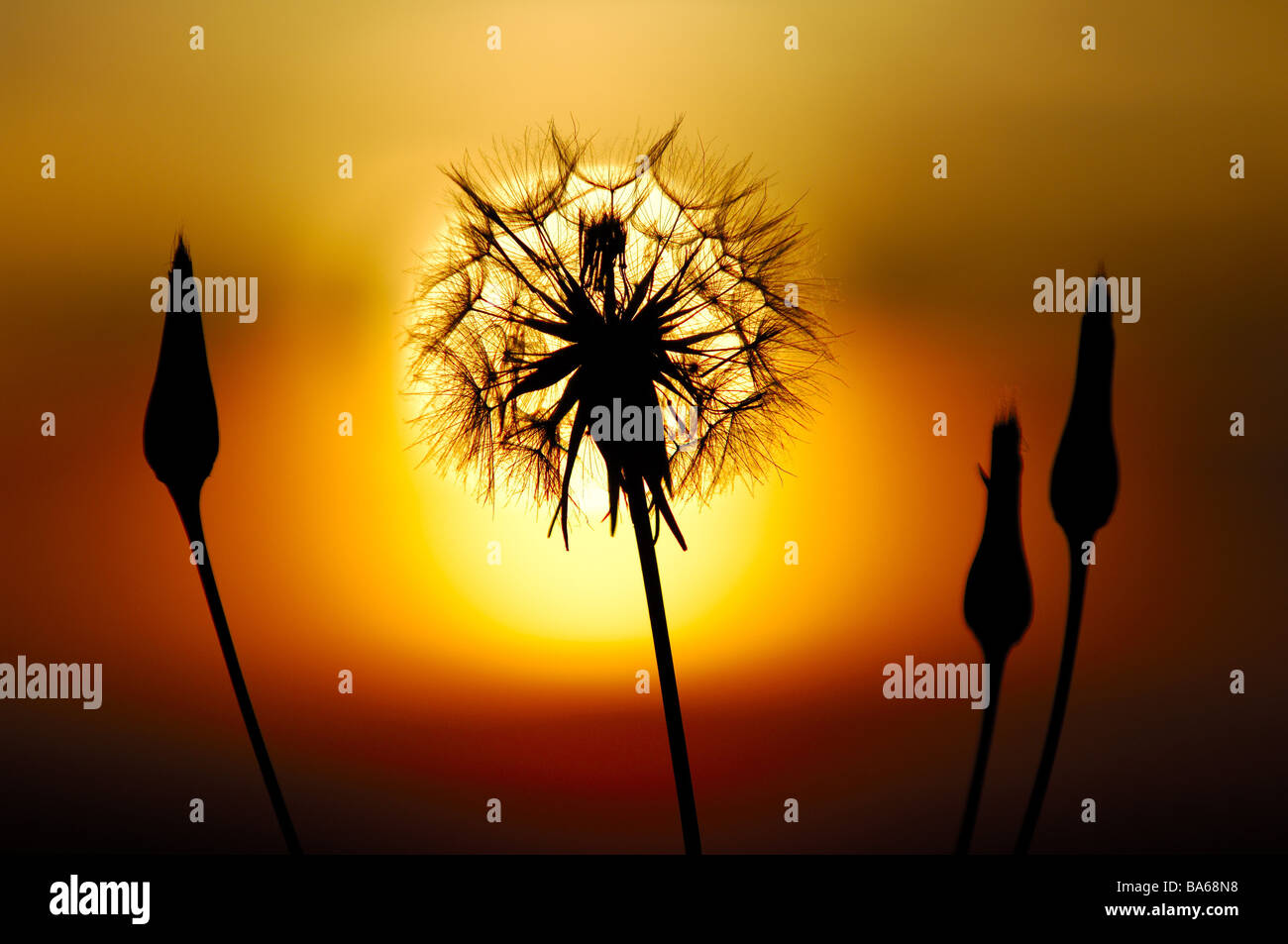 Meadow-buck-beard Tragopogon pratensis fruit-stand buds silhouette ...