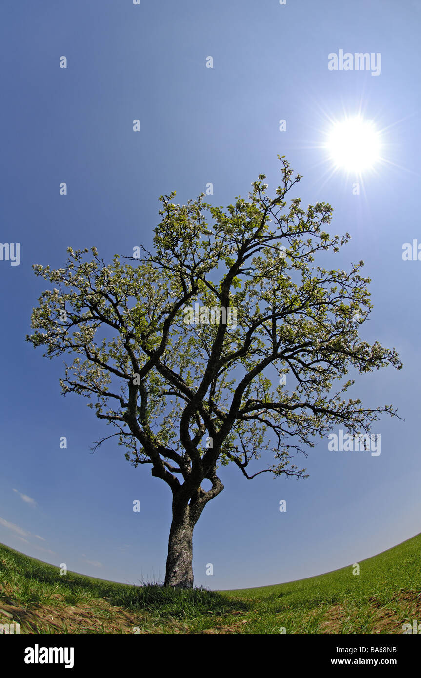 Wheat-field apple tree spring back light Fisheye plants useful plants ...