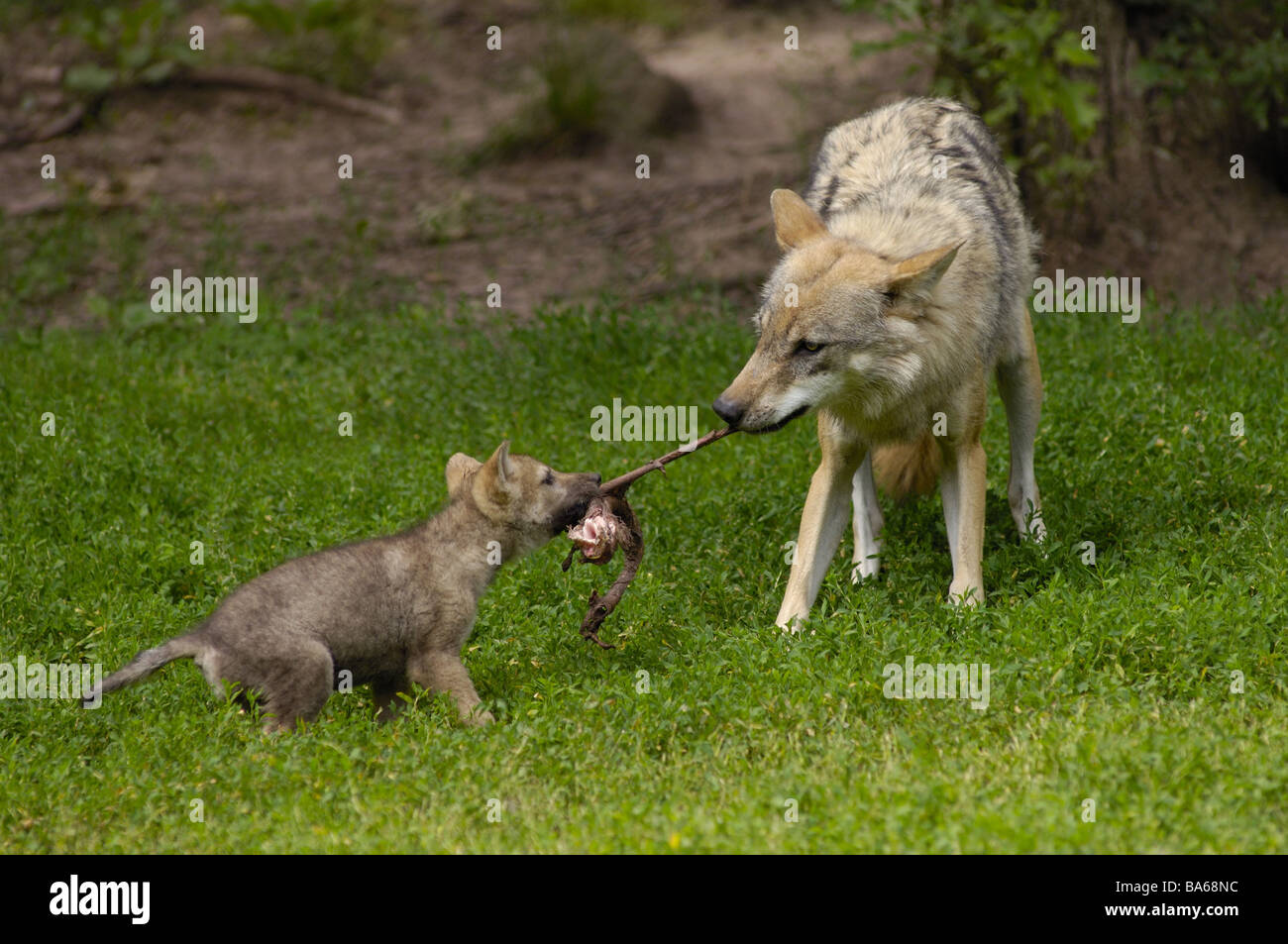 Wolves Canis lupus dam young dispute meat animals eats two game-animals ...