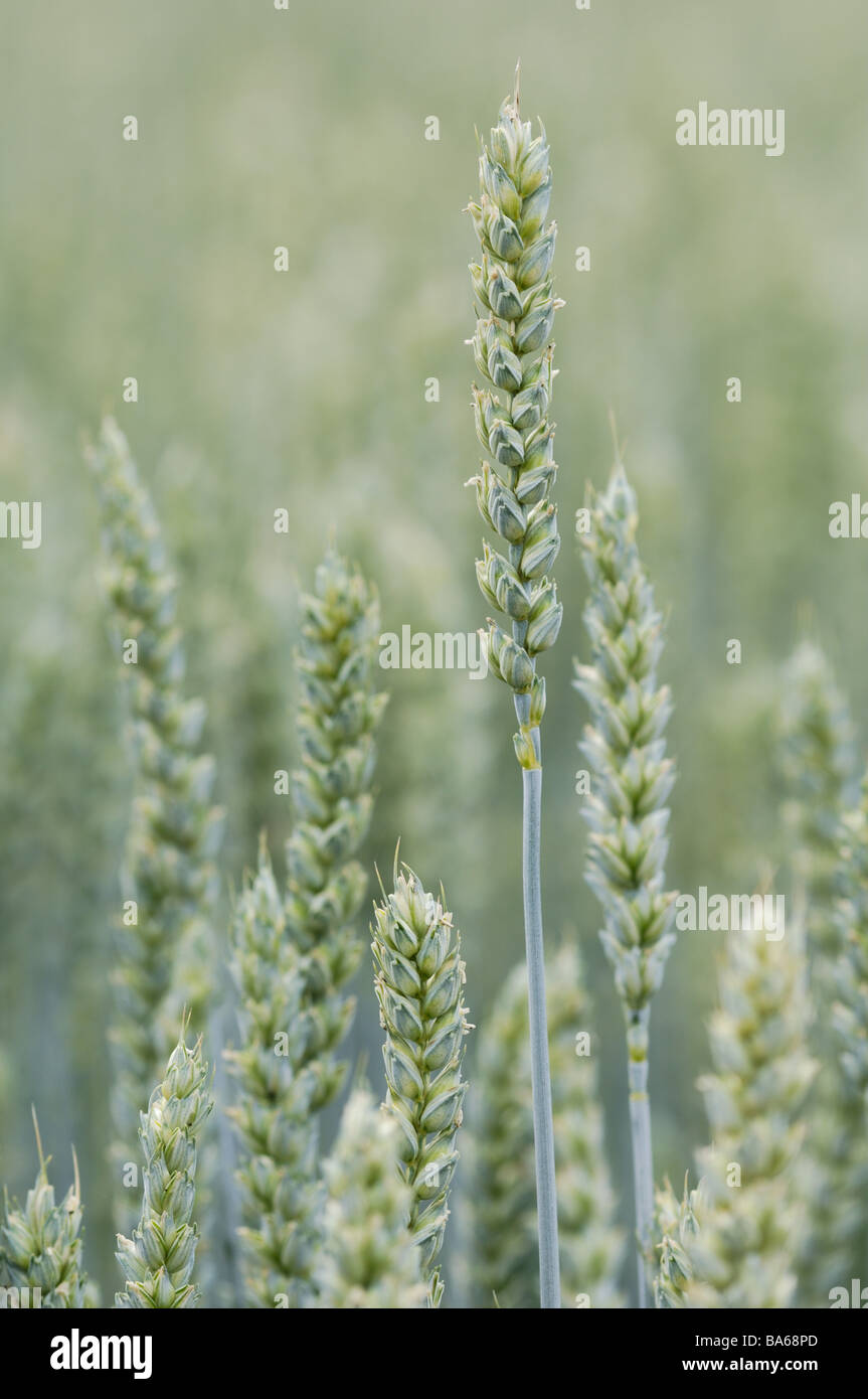 Wheat-field Triticum aestivum detail heads grain-field plants useful ...