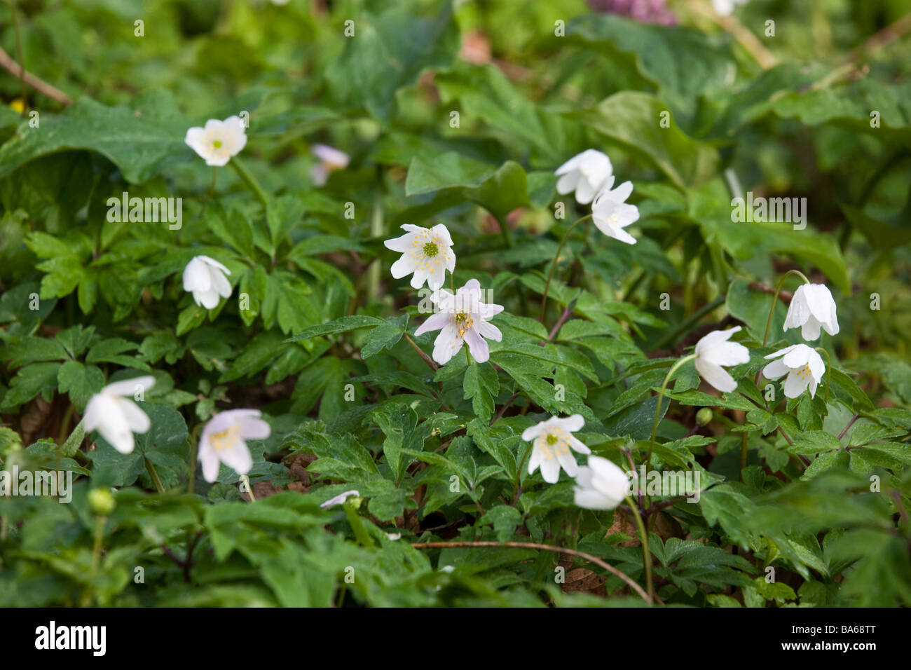 Dark anemone hi-res stock photography and images - Alamy