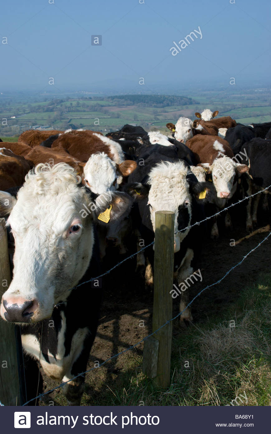 English Cow Stock Photos & English Cow Stock Images - Alamy