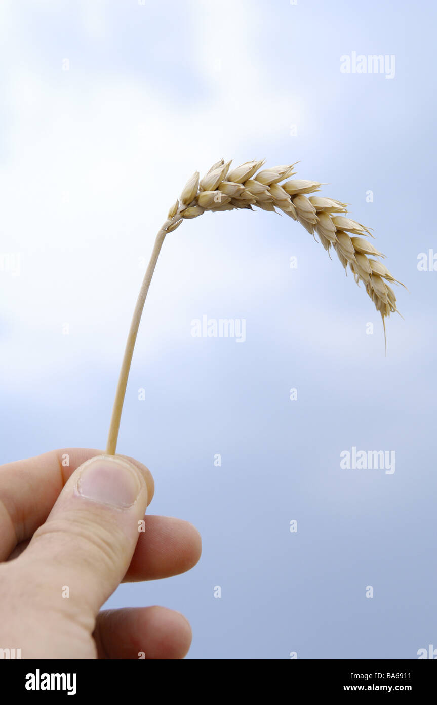 Hand detail wheat-head men's-hand plant useful plant culture-plant ...