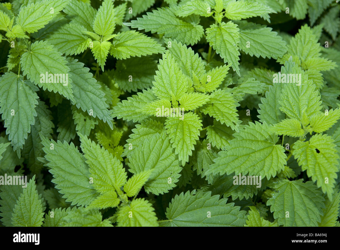 Big nettle Urtica dioica leaves green detail series plants nettle ...