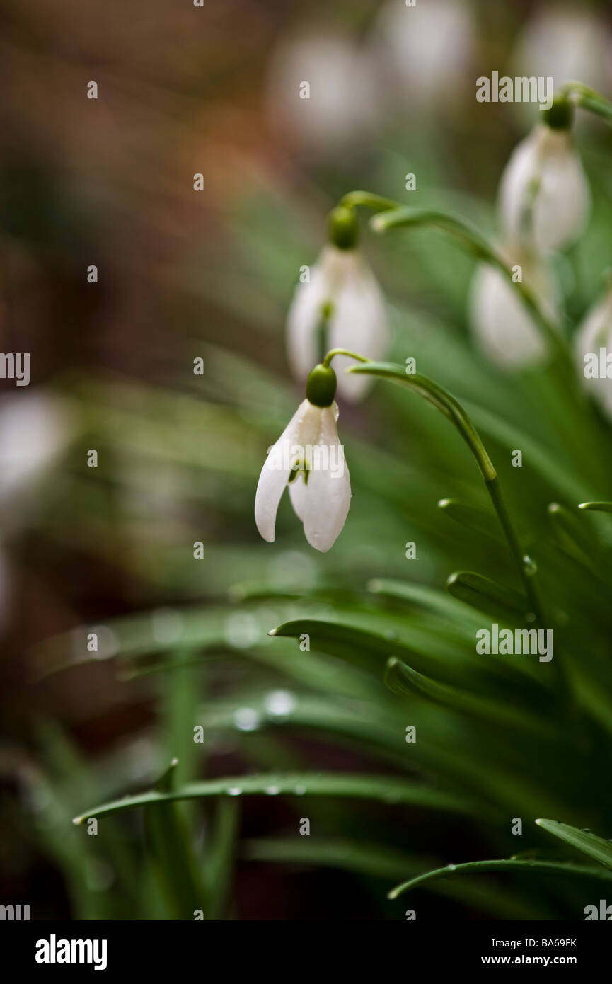 Galanthus amaryllidaceae hi-res stock photography and images - Alamy