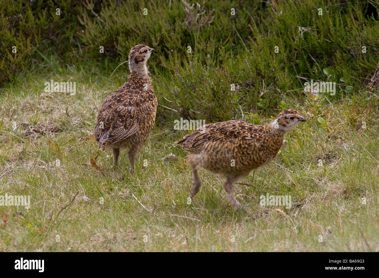 Grouse chicks hi-res stock photography and images - Alamy