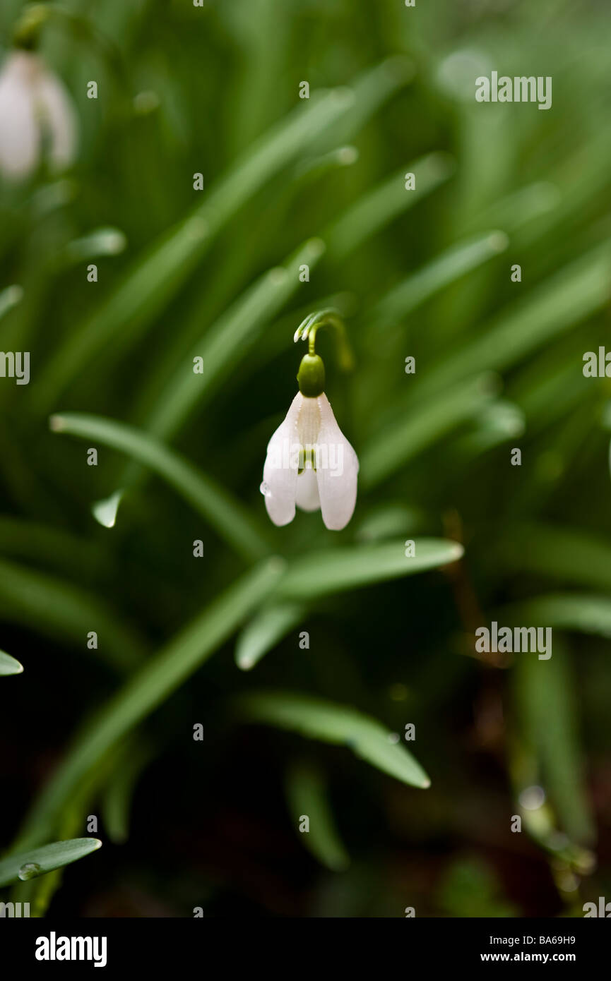 Asparagales Amaryllidaceae Galanthus snowdrops Stock Photo - Alamy