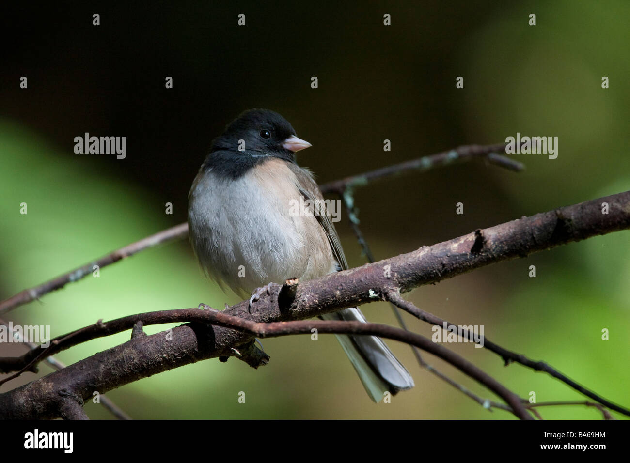 Dark-eyed Junco sitting on a branch, Point Reyes National Seashore ...