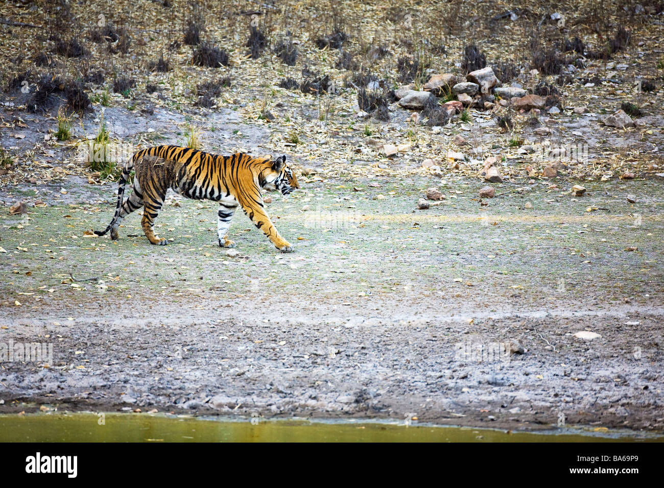 Royal Bengal tiger in Bandhavgarh National Park Madhya Pradesh Northern ...