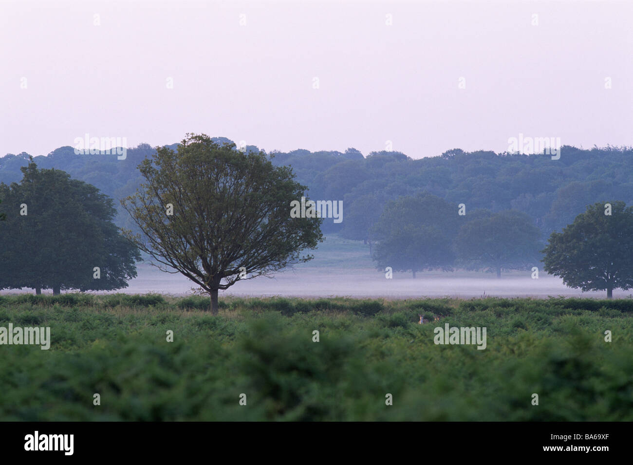 Great Britain London Richmond park landscape red deer fog park ...