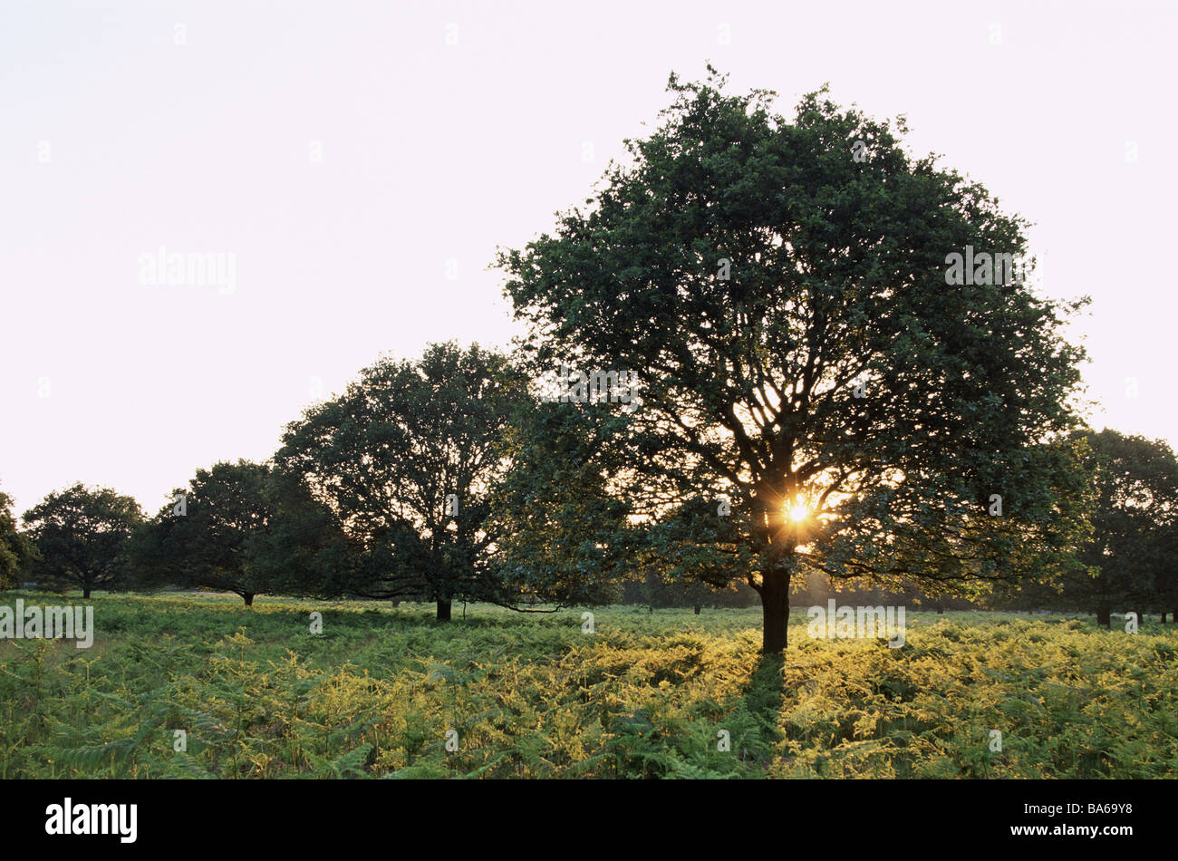Great Britain London Richmond park landscape sunrise park marshland ...