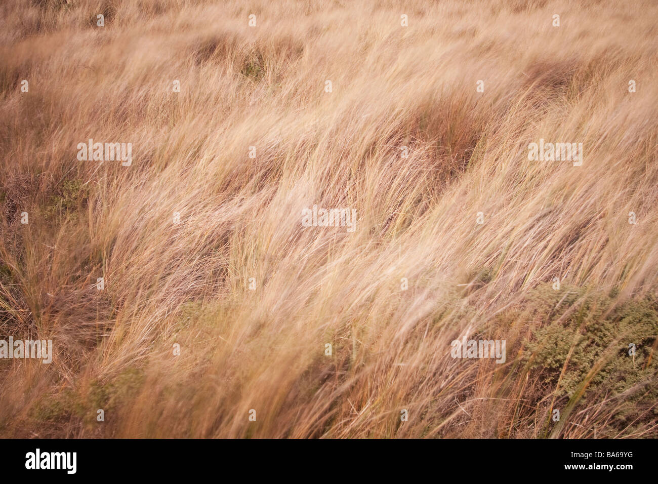 The wind is designing lines with the wild Grass, Limantour Beach, Point ...