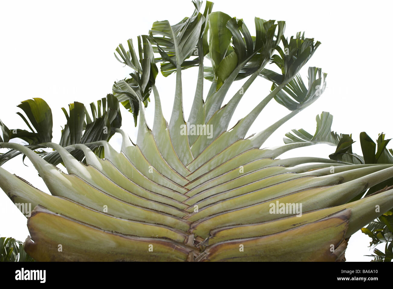 Tree of the traveler Ravenala madagascariensis detail from below banana ...