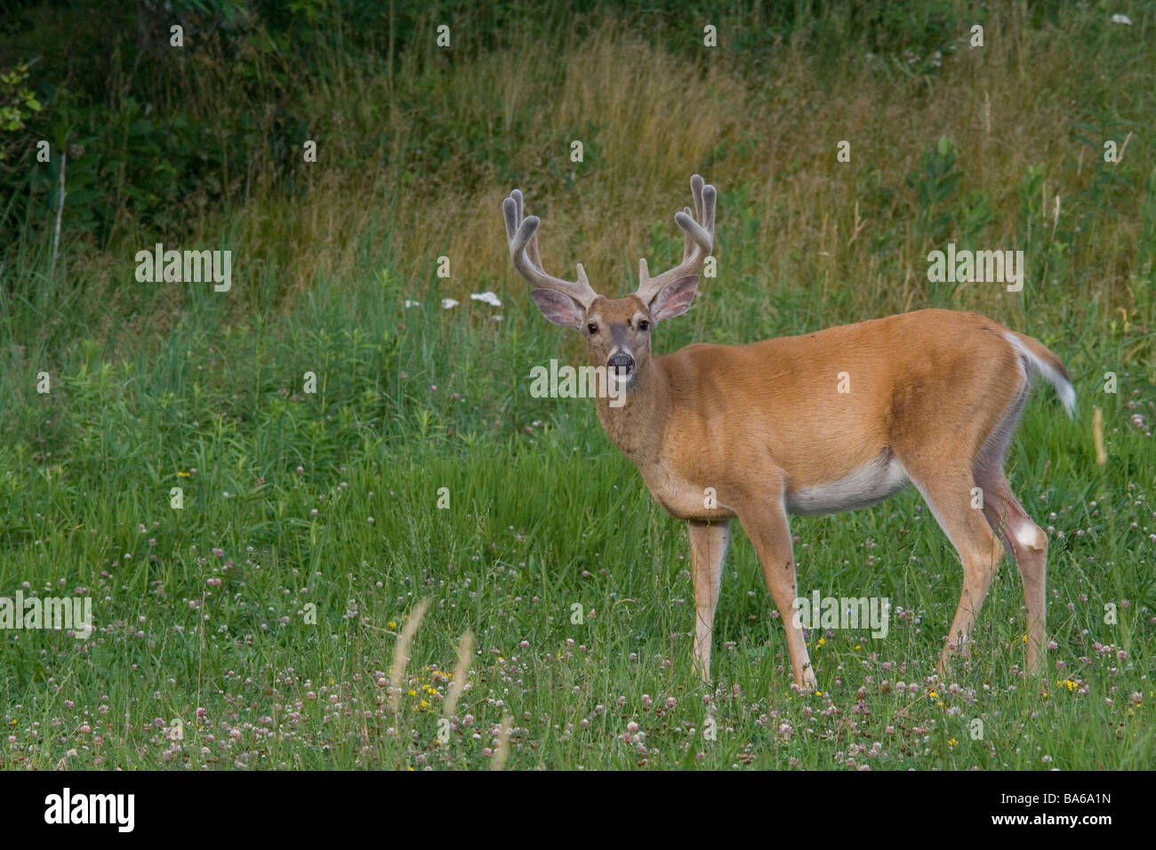 Buck Growing Antlers Stock Photos & Buck Growing Antlers Stock Images ...