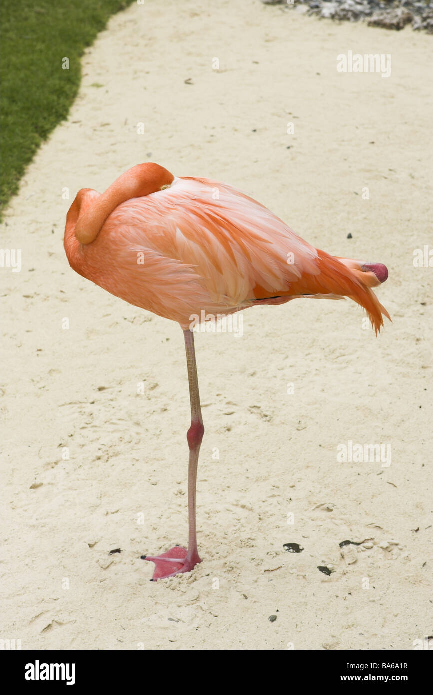 Sand-way pink Flamingo Phoenicopterus ruber roseus stands on one leg ...
