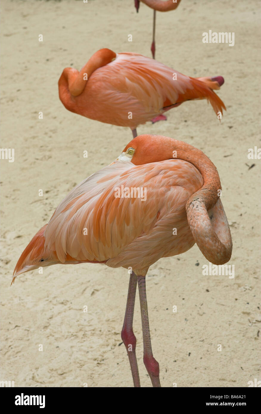Sand pink flamingos Phoenicopterus ruber roseus wildlife wilderness ...