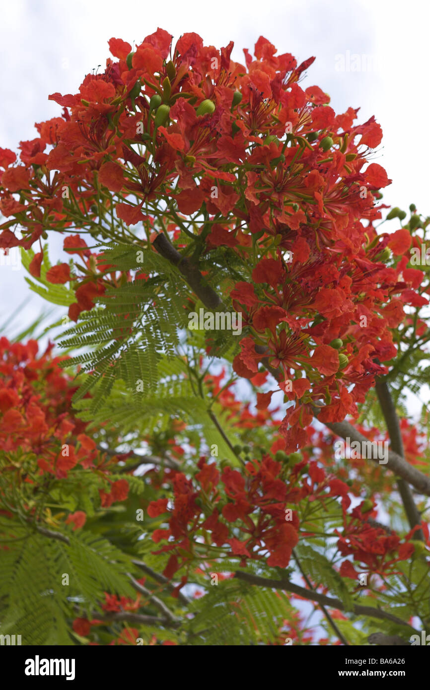 Caribbean flame-tree Delonix regia detail blooms red plant tree ...