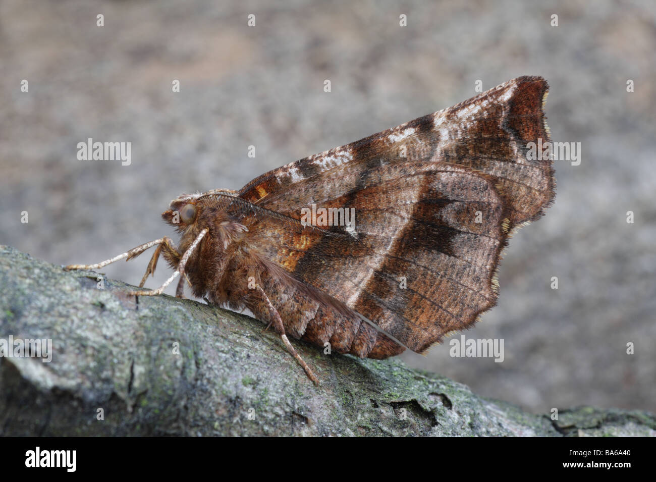 Early Thorn - Selenia dentaria Stock Photo - Alamy