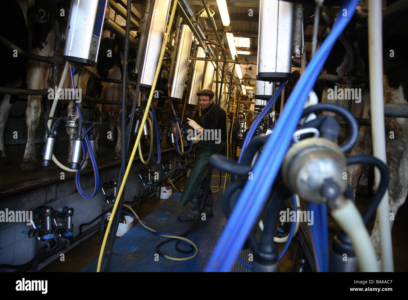 Dairy cows england hi-res stock photography and images - Alamy