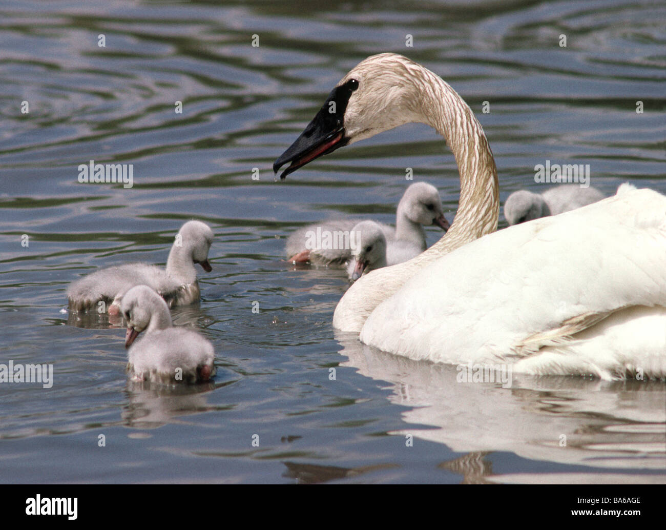 Trumpeter Swan 'Cygnus c. buccinator' Female on the water with five ...