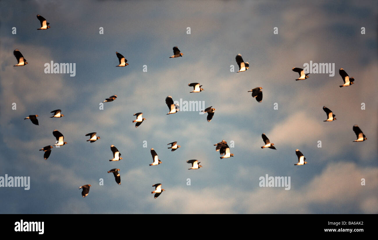 Section of a flock hi-res stock photography and images - Alamy