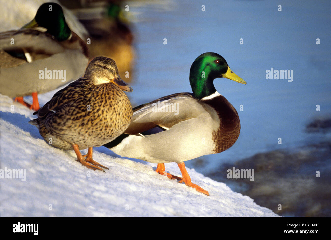Pair of Mallard ducks standing on a snowy slope above water Stock Photo ...