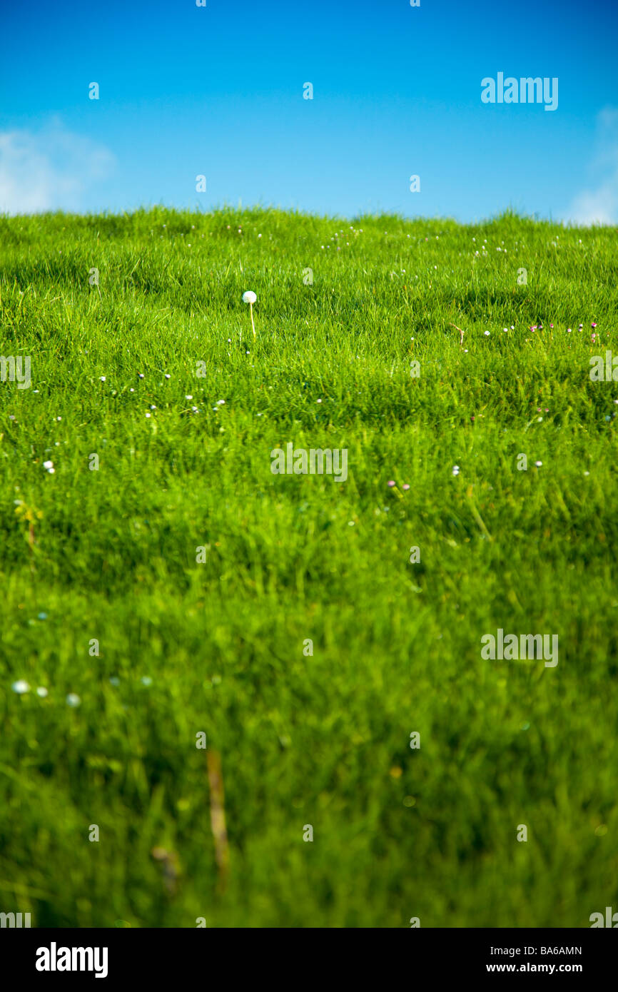 Lush green meadow in early morning Stock Photo - Alamy