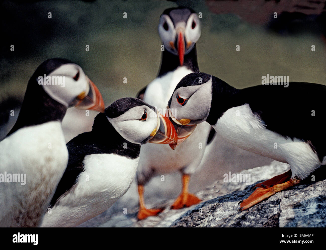 Two puffins 'Billing' in pair bond display.Other birds looking on Stock ...