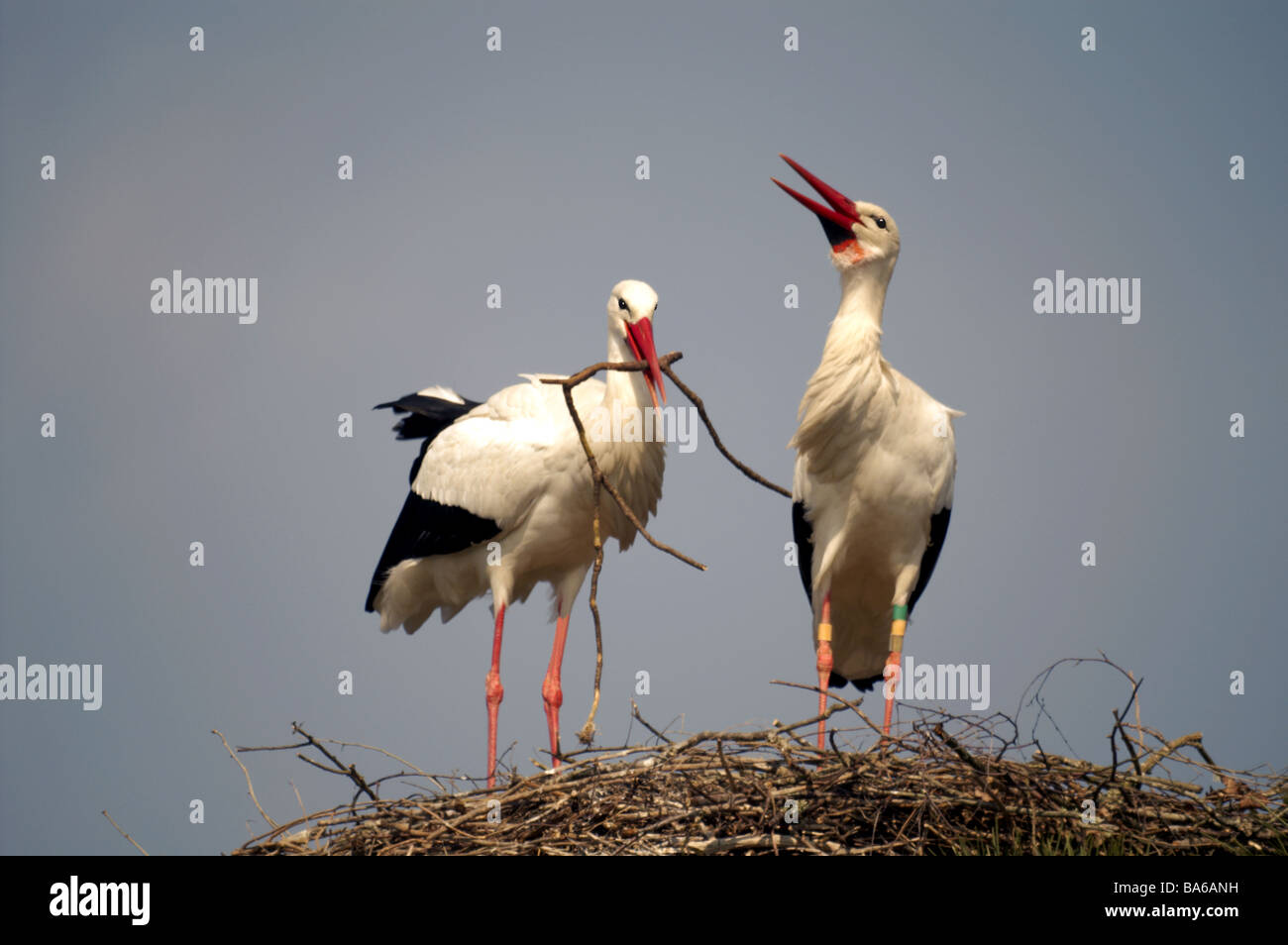 White Stork. Male presenting large branch to female while both on the ...