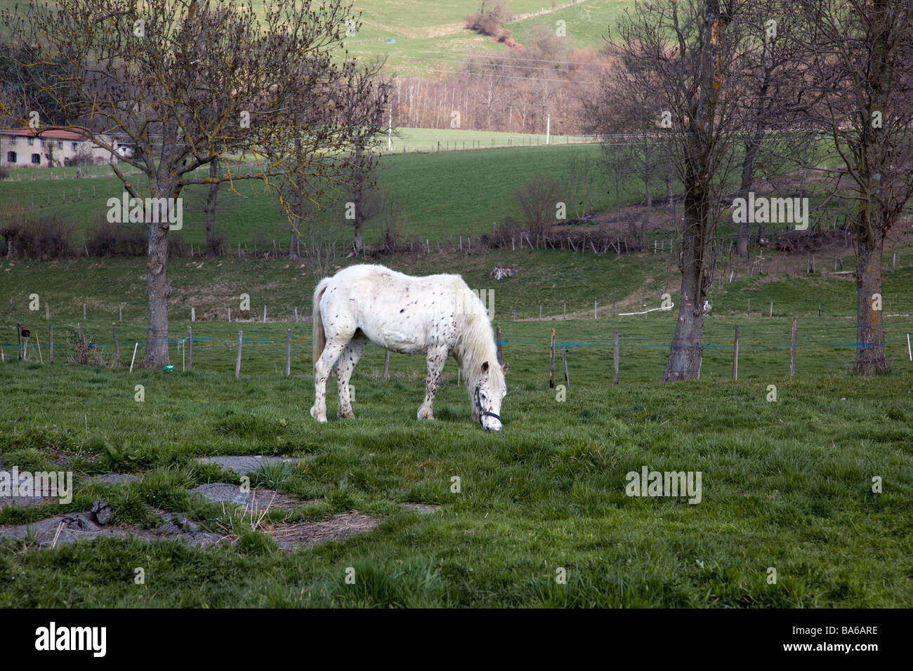 Horse in open field hi-res stock photography and images - Alamy