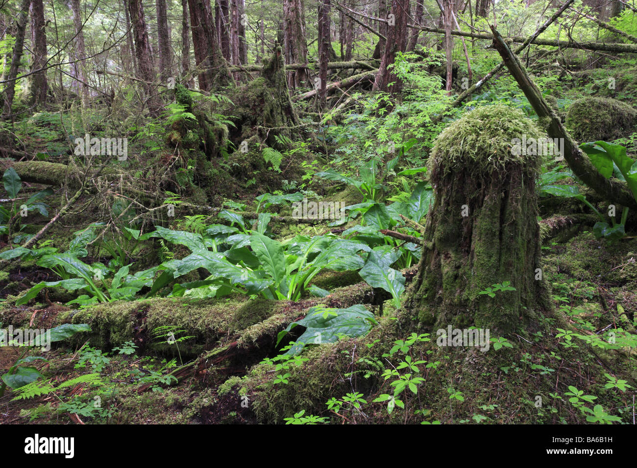 USA Alaska Baranof Iceland Tongass National Forest forest trees mosses ...