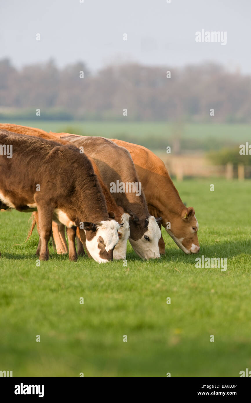 Young Beef Cattle On Spring Grass Stock Photo - Alamy