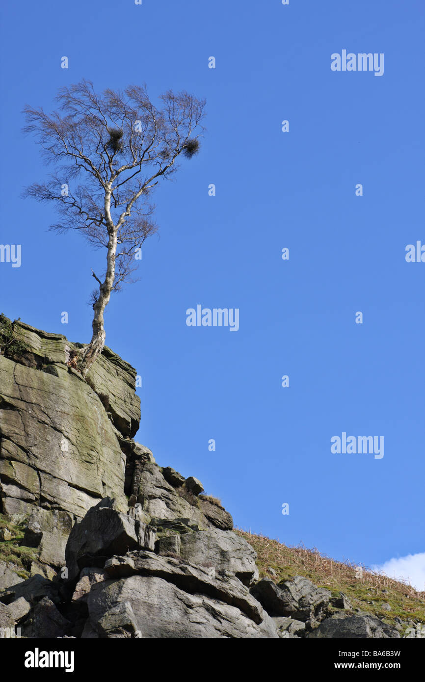 barren lonely tree Stock Photo - Alamy