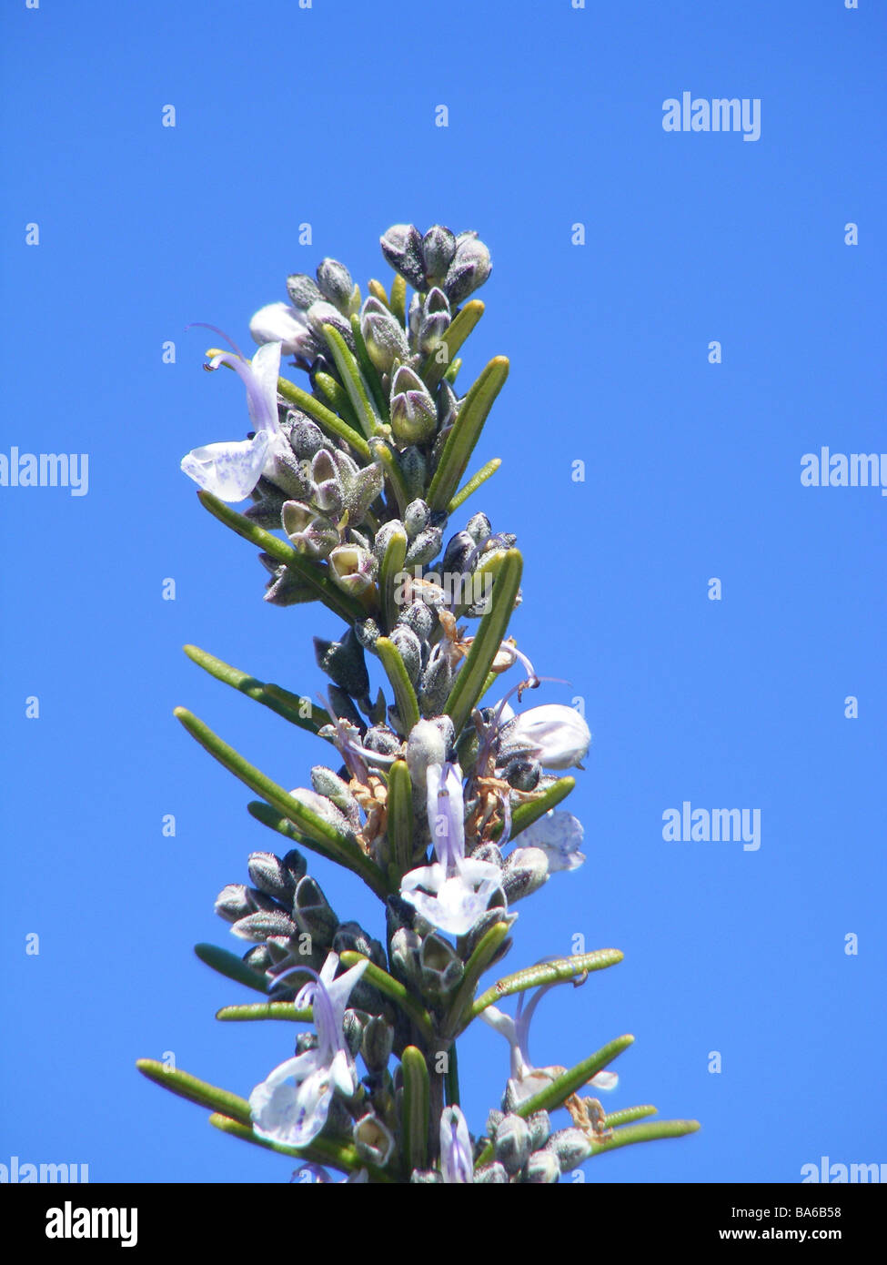 Perennial blue flowers Cut Out Stock Images & Pictures - Alamy