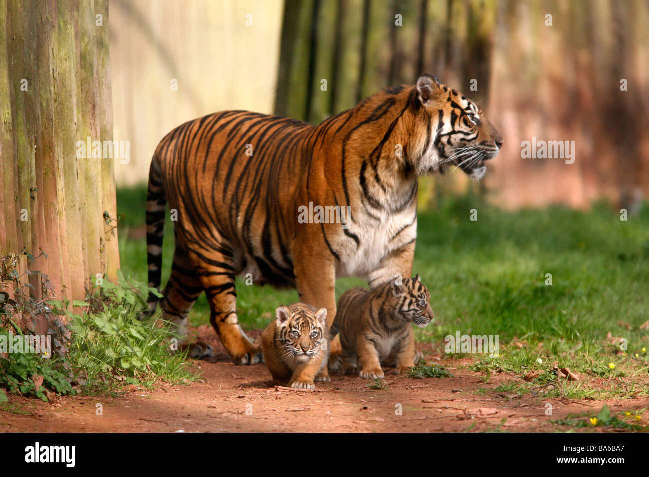 Tiger paignton zoo hi-res stock photography and images - Alamy