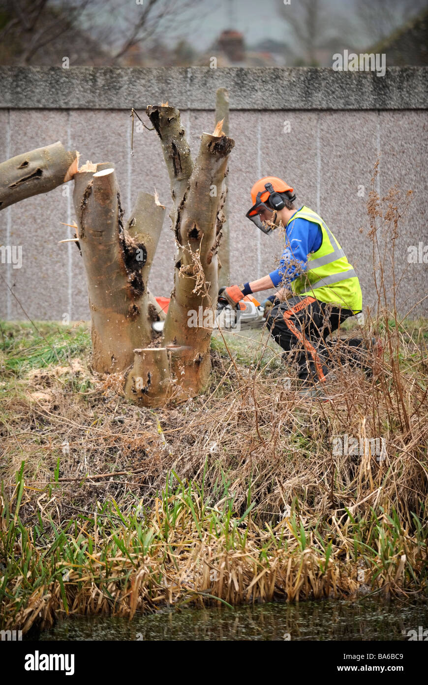 A TREE SURGEON CLEARING TREES FROM THE TOW PATH AT STONEHOUSE AS PART ...