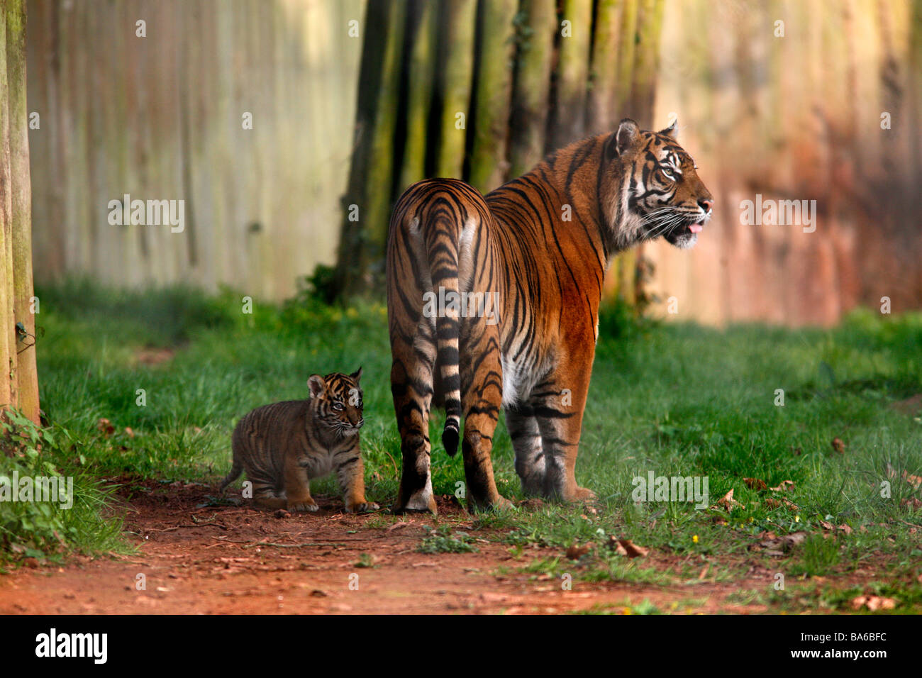 Tiger Cubs And Mother High Resolution Stock Photography and Images - Alamy