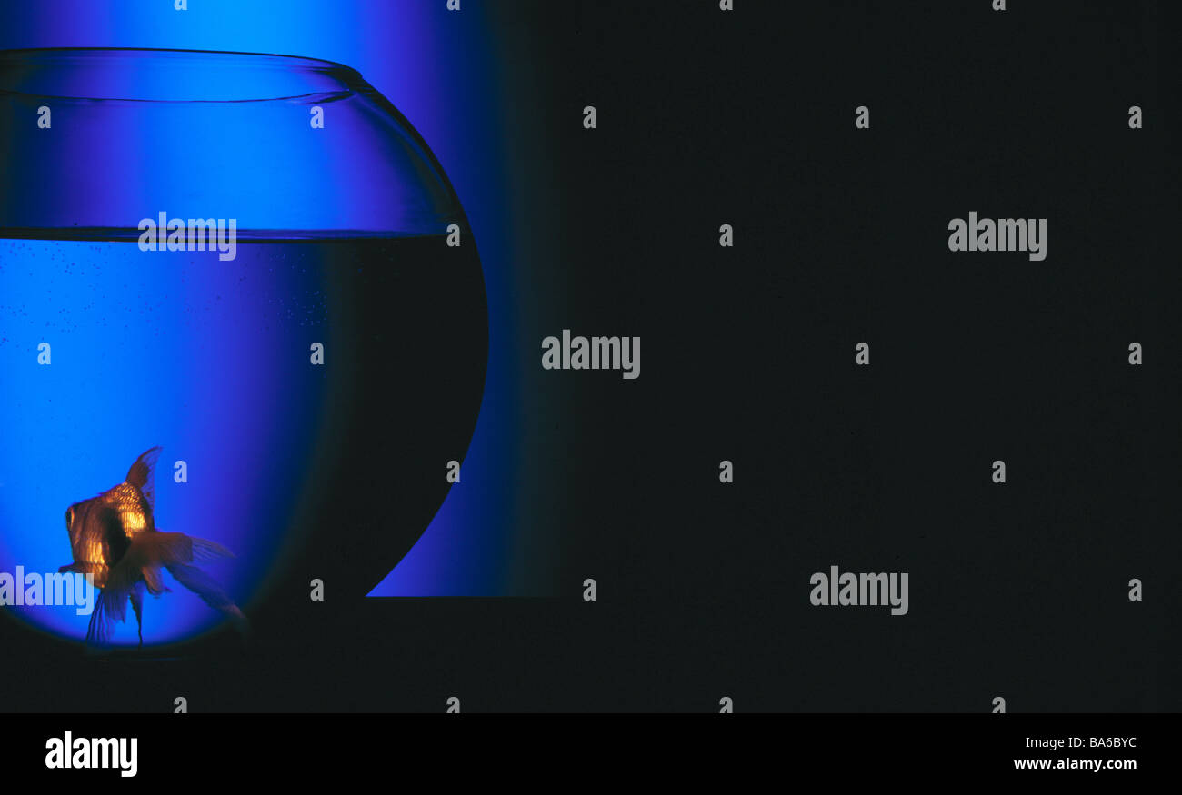 Goldfish bowl hi-res stock photography and images - Alamy
