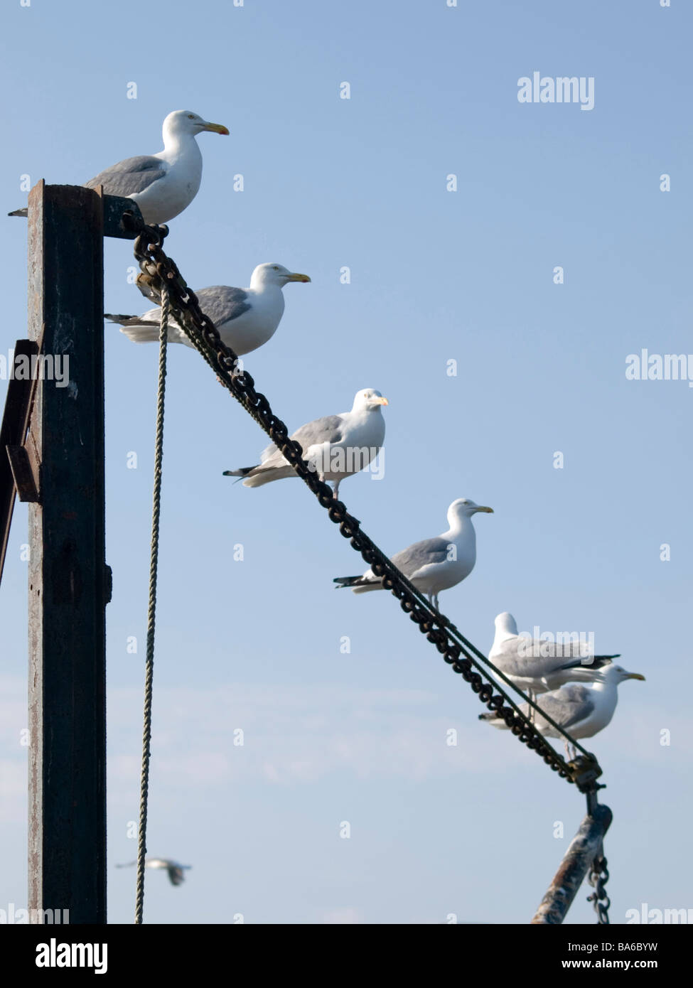 Birds gather above a commercial fishing dock Stock Photo - Alamy